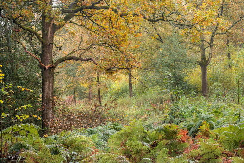 Woodland and Waterfall Photography by Nigel Waters