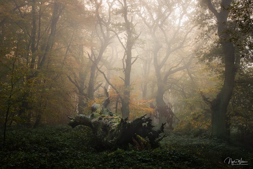 Woodland and Waterfall Photography by Nigel Waters