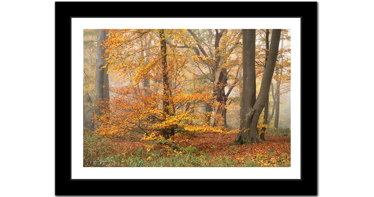 Aureum Scaena | Signed Limited Edition Photograph Print