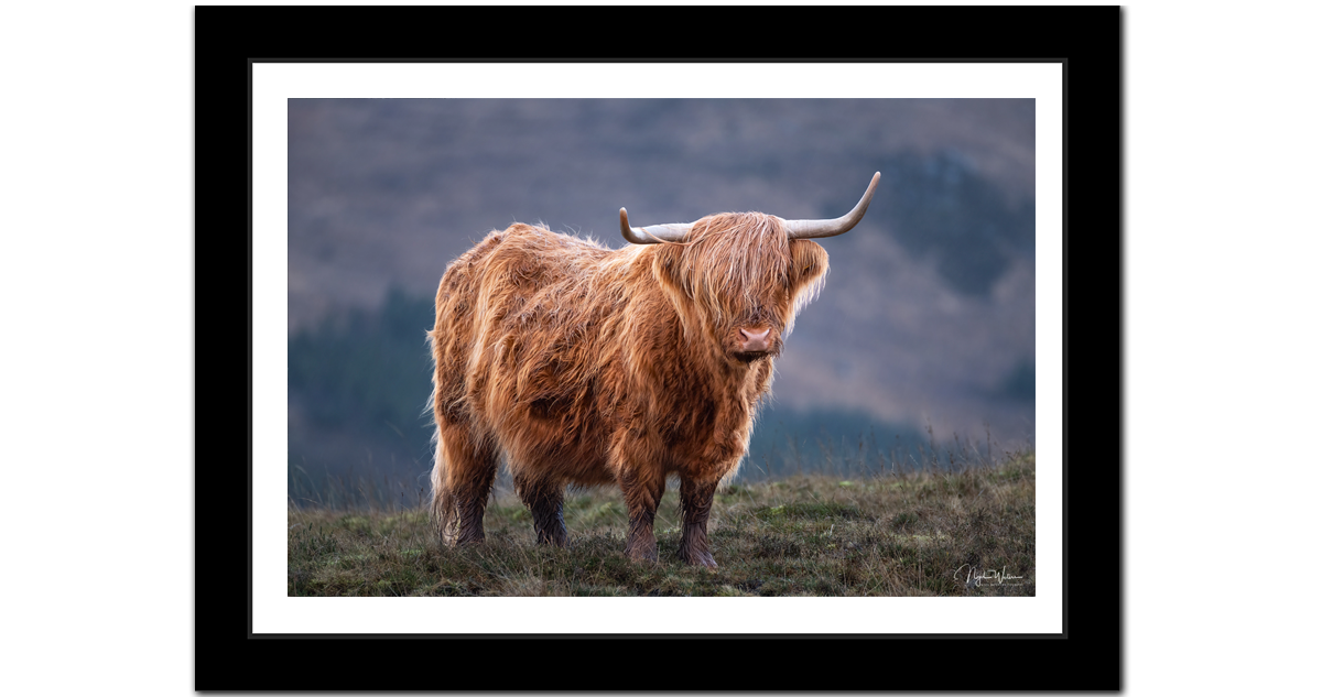 Heilan Coo | Signed Limited Edition Photograph Print
