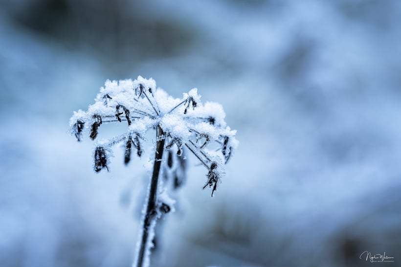 Woodland and Waterfall Photography by Nigel Waters