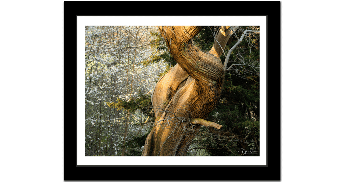 Contortion | Signed Limited Edition Fine Art Woodland Print
