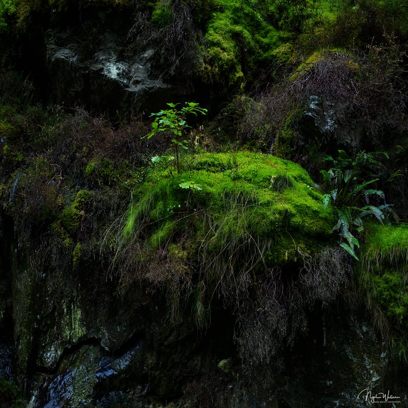 Woodland and Waterfall Photography by Nigel Waters