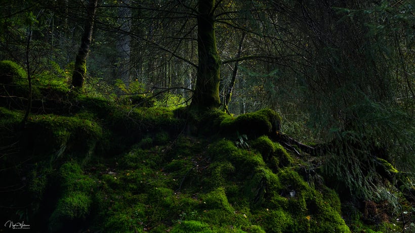 Woodland and Waterfall Photography by Nigel Waters