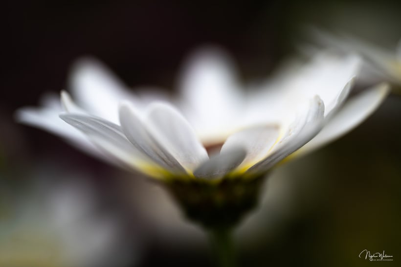 Abstract Nature Photography | British Photographer