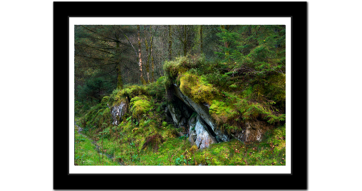 Rainforest Magic | Signed Limited Edition Photographic Print