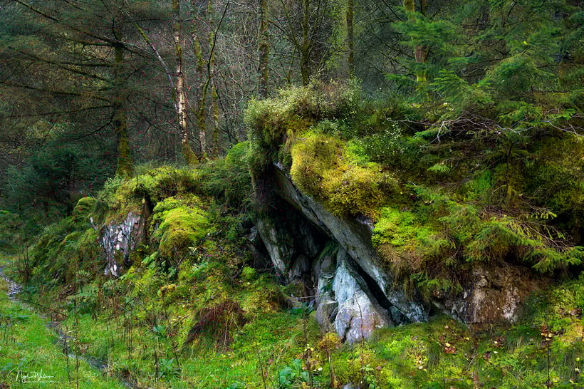 Woodland and Waterfall Photography by Nigel Waters